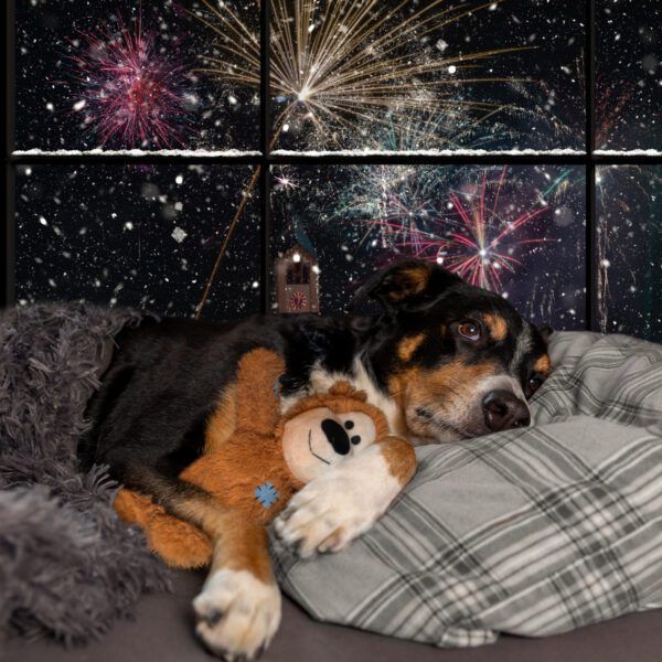 Sound Masking to Help Dogs with a Noise Phobia or Sound Sensitivity ...