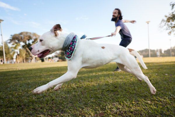 Teach Your Dog to Walk Without Pulling - Whole Dog Journal