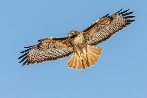 Will a Hawk Attack a Dog? - Whole Dog Journal