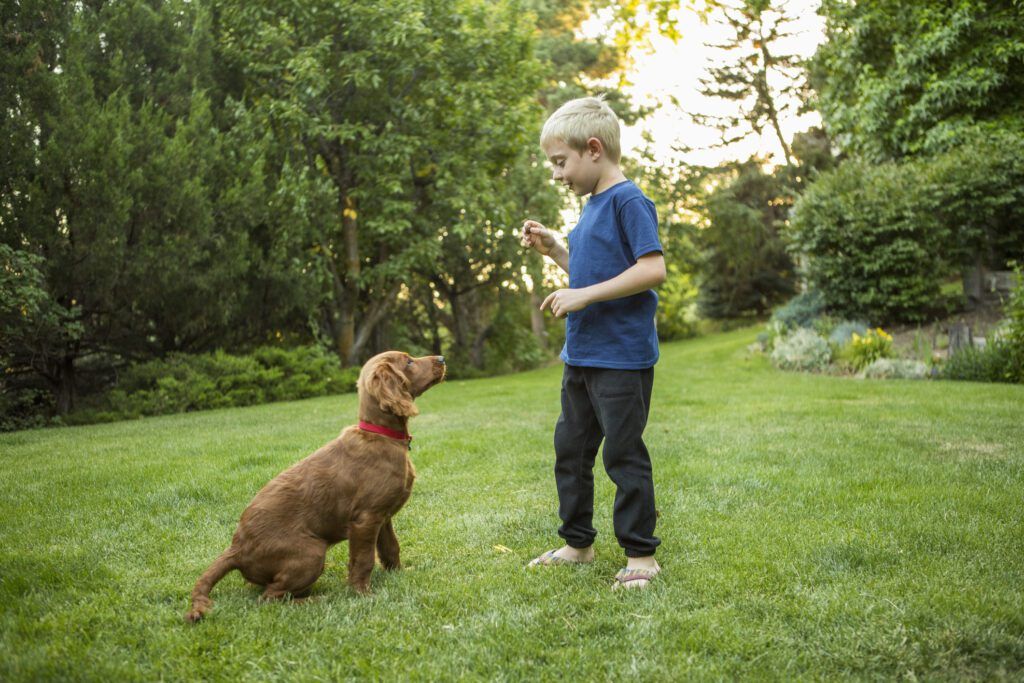 Dog Training for Kids and Other Beginners - Whole Dog Journal