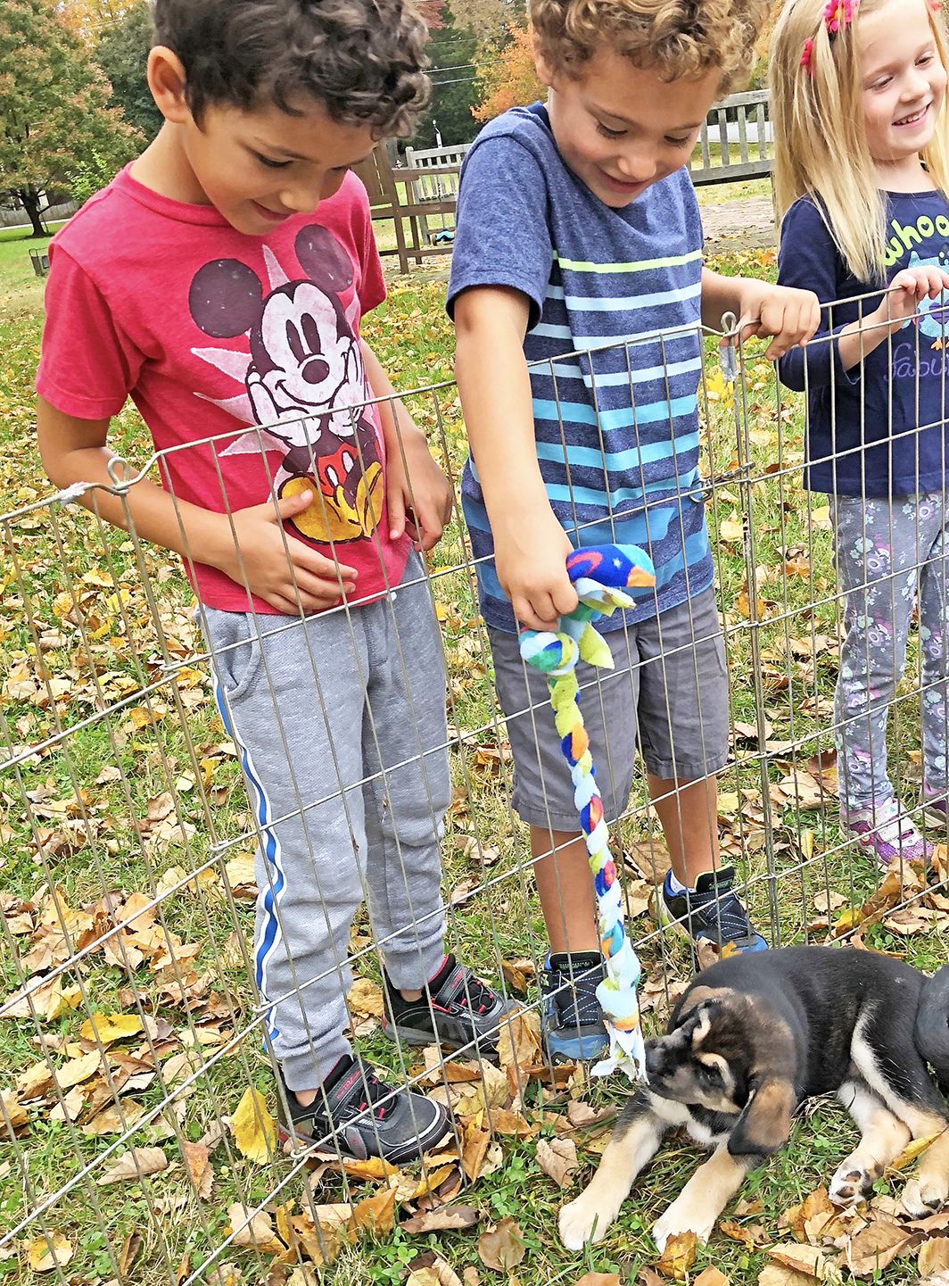 Dog Training for Kids and Other Beginners - Whole Dog Journal