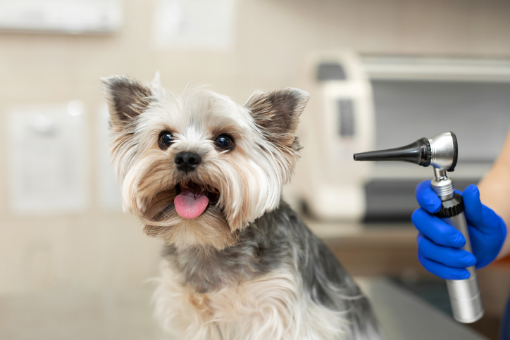 Teaching Your Dog Hand Signals - Whole Dog Journal