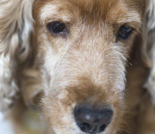 Eye Disorders Archives - Whole Dog Journal