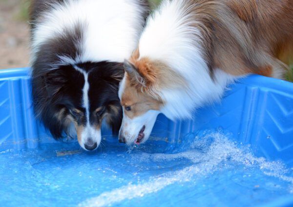 Dog Papillomas: Viral Warts - Whole Dog Journal