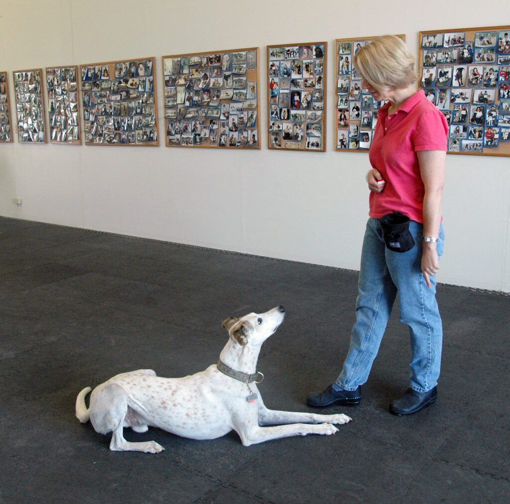 How To Use A Clicker In Dog Training - Whole Dog Journal