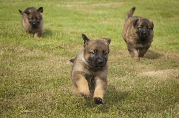 Osteochondritis Dissecans (OCD) in Dogs - Whole Dog Journal