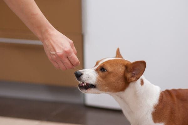 Understanding Dog Growling and Dog Language - Whole Dog Journal