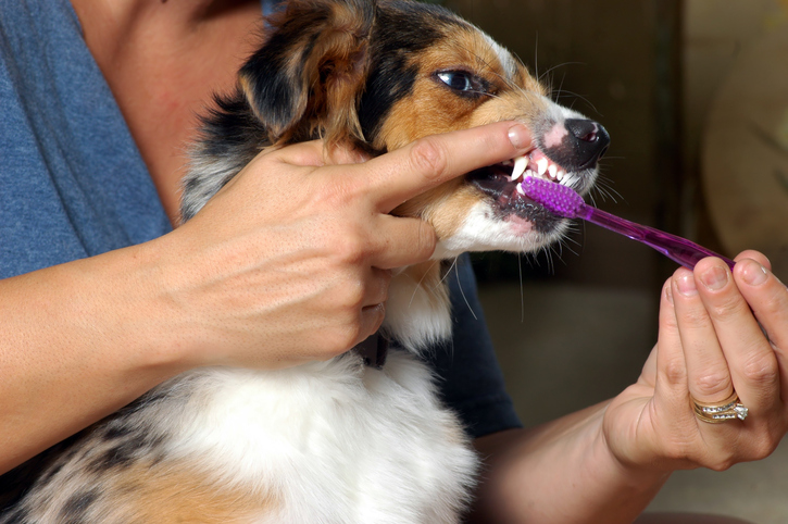 The Mechanics of Brushing - Whole Dog Journal