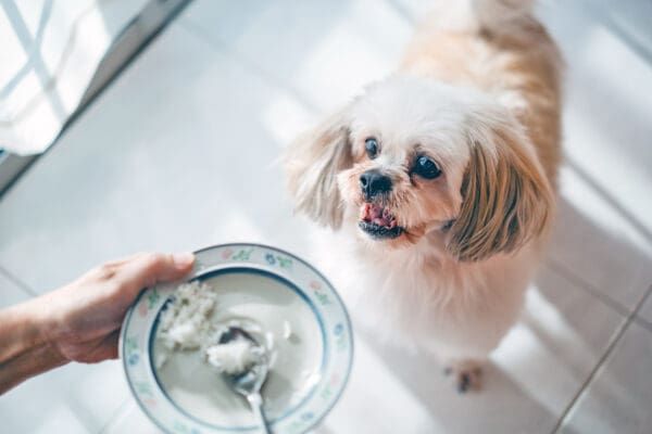 Can Dogs Eat Rice? - Whole Dog Journal