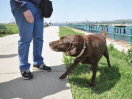 Behavior Archives - Whole Dog Journal