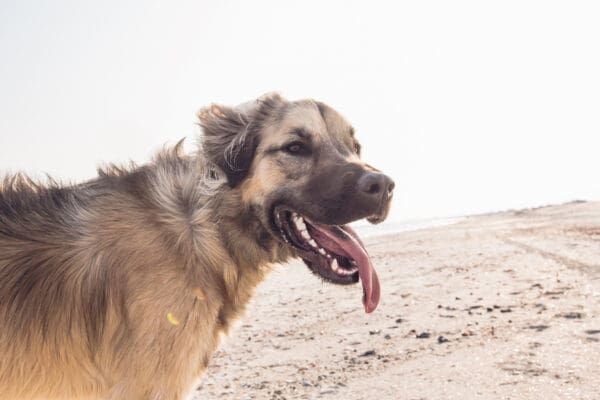 My Dog Keeps Panting and Won’t Settle - Whole Dog Journal
