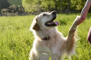 5 Easy Tricks to Teach Your Dog - Whole Dog Journal