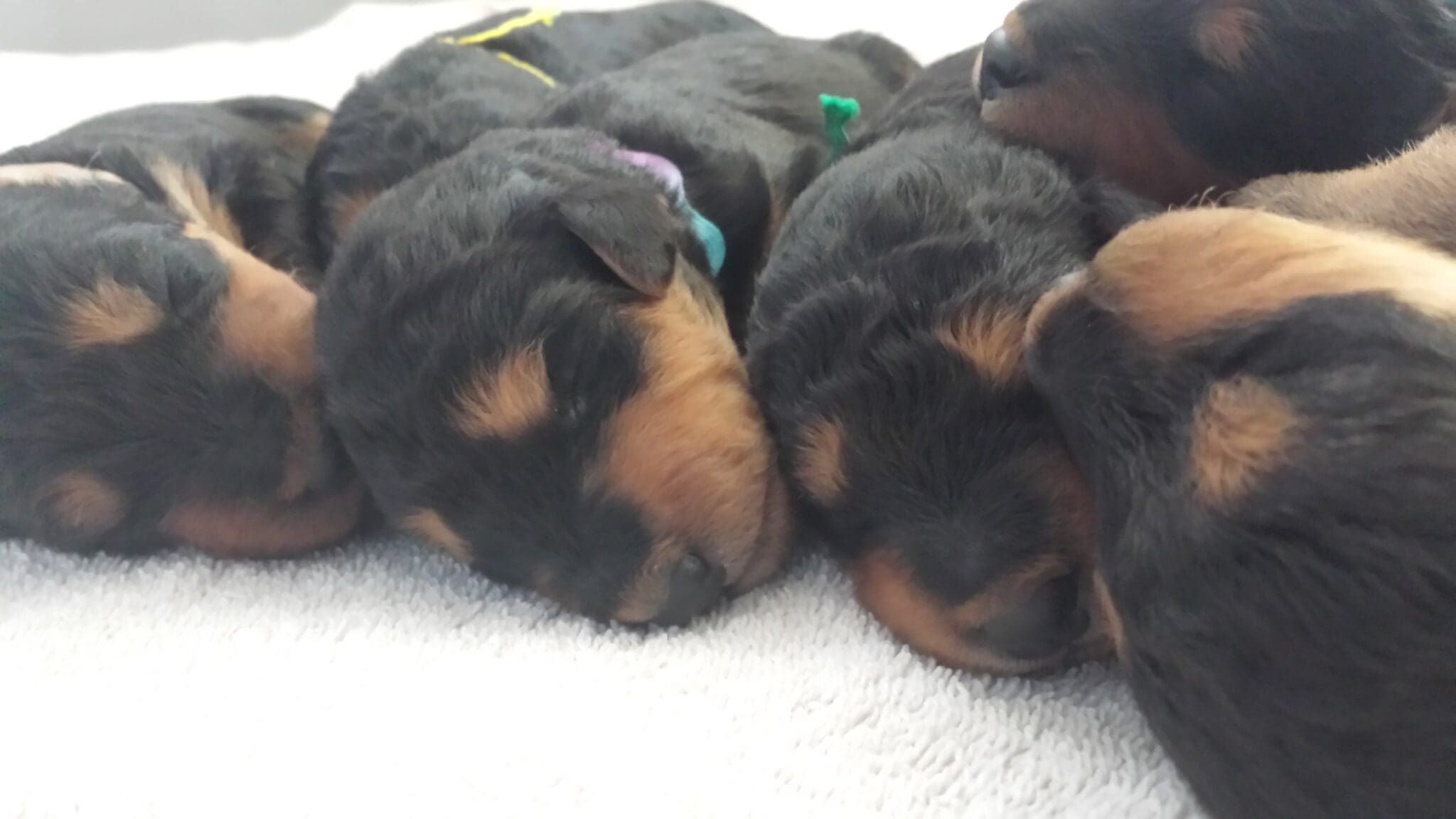 What to Do When Your Dog is in Heat for the First Time - Whole Dog Journal