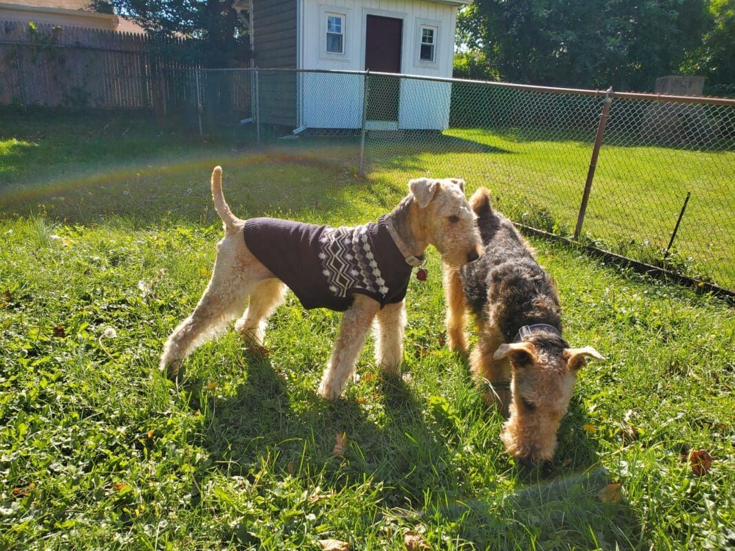 The Importance of Mental Stimulation for Dogs - Whole Dog Journal