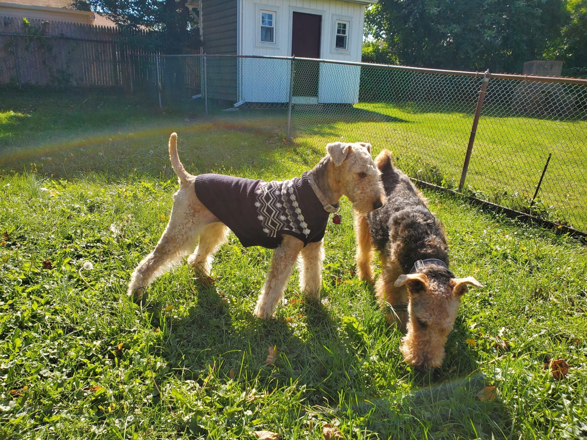 The Importance of Mental Stimulation for Dogs - Whole Dog Journal