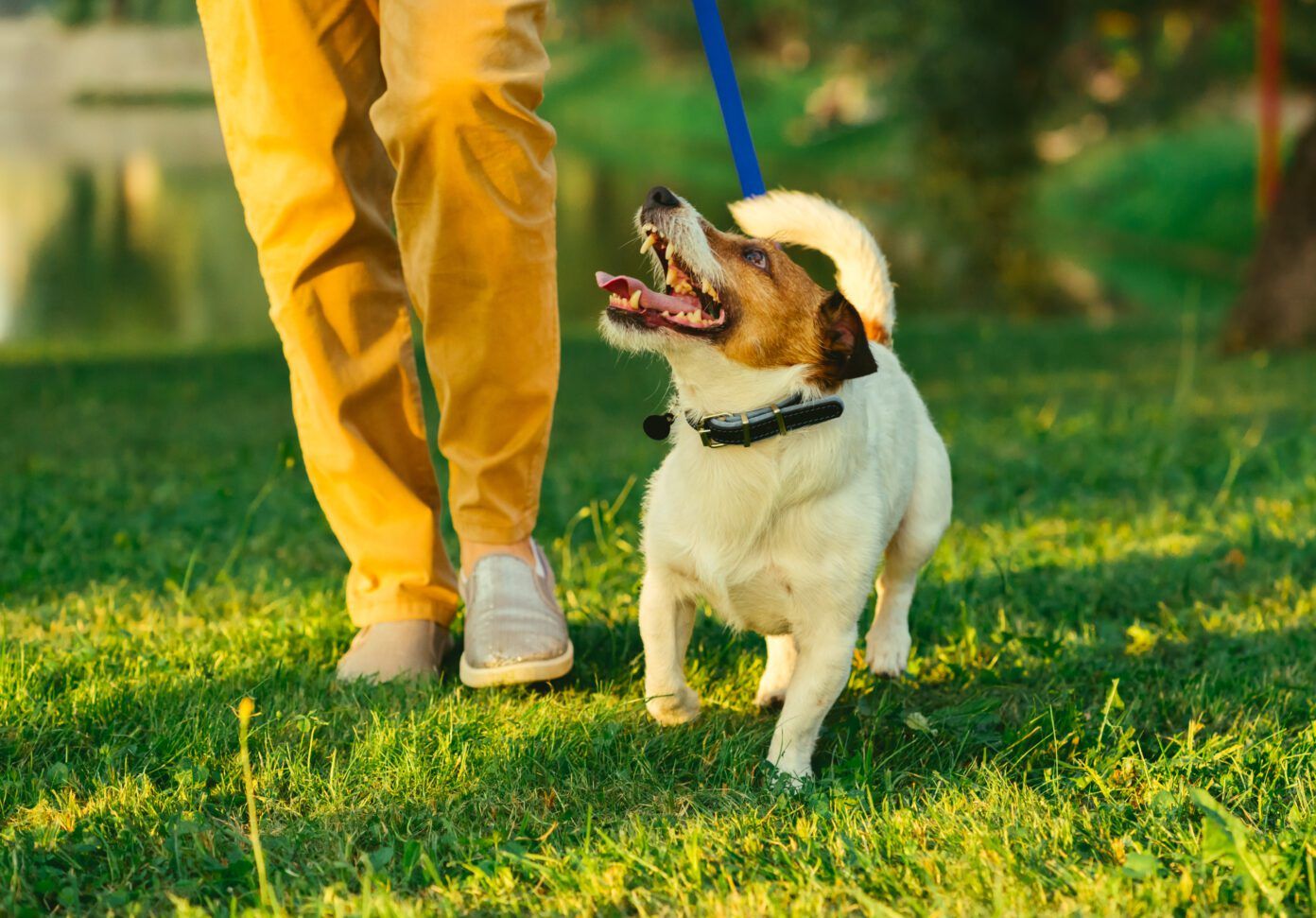 8 Steps to Teach a Dog to Heel - Whole Dog Journal