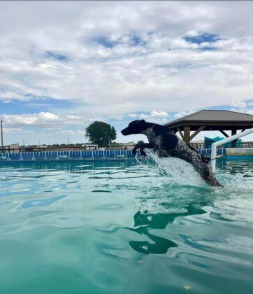 What is Dock Diving? - Whole Dog Journal