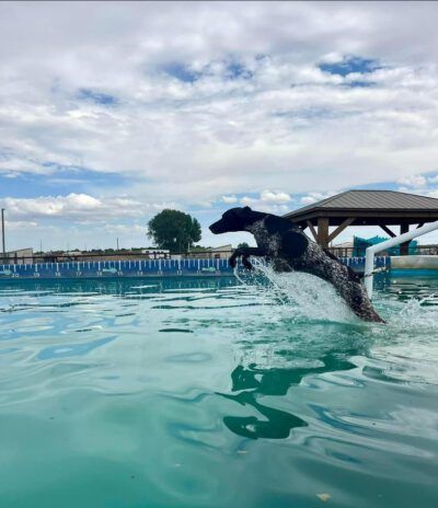 What is Dock Diving? - Whole Dog Journal