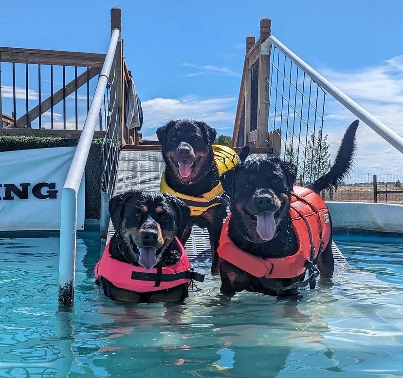 What is Dock Diving? - Whole Dog Journal