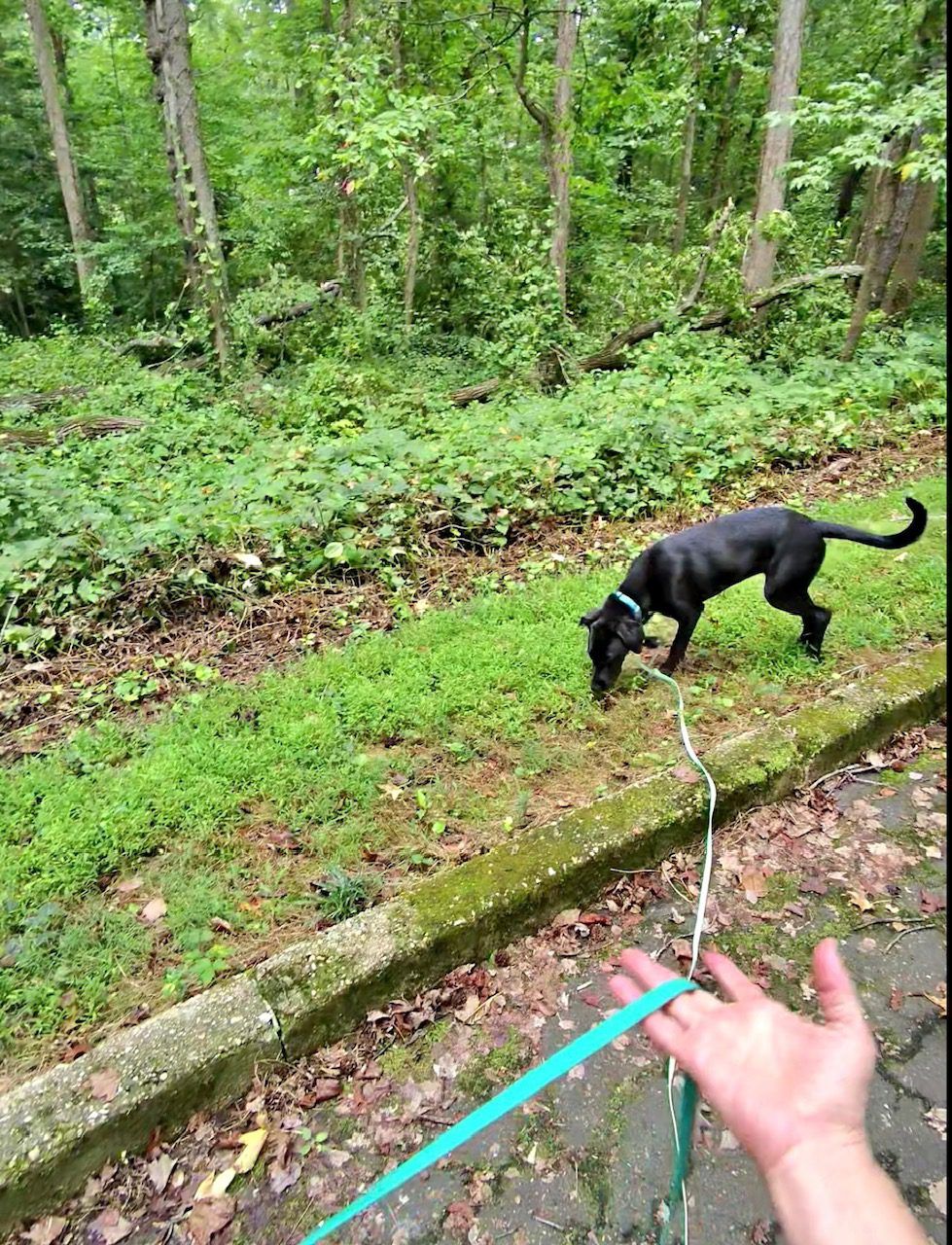 Long Line Training - Whole Dog Journal