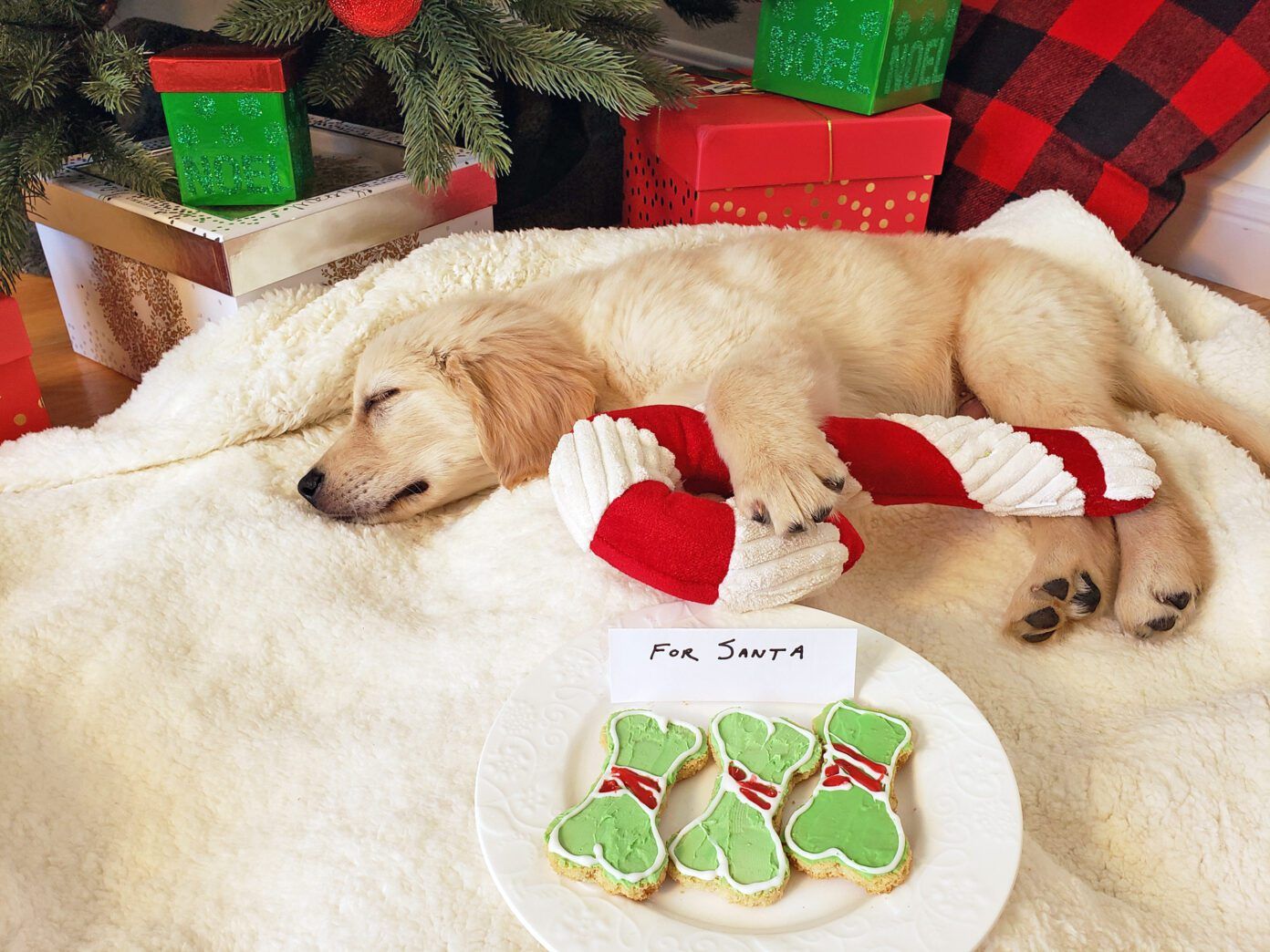 Can Dogs Have Peppermint? - Whole Dog Journal