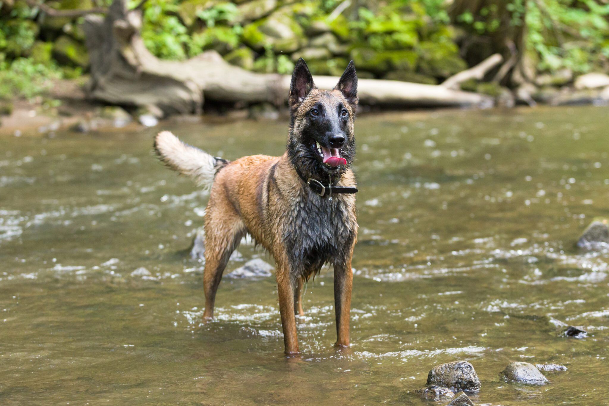 How to Treat Black Fly Bites on Dogs - Whole Dog Journal