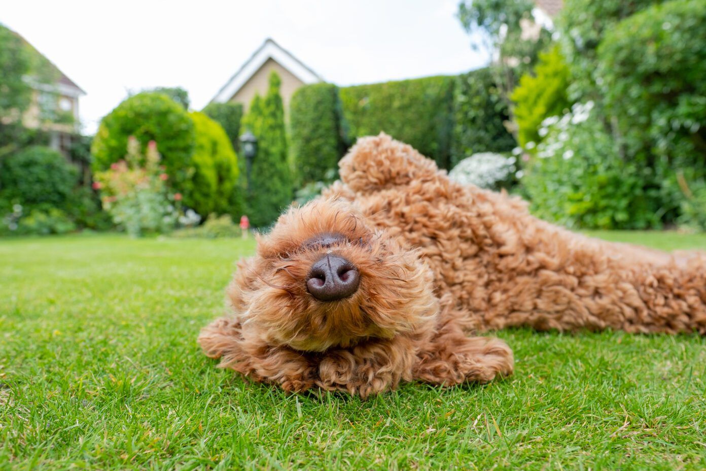 What You Need to Know: Zyrtec for Dogs - Whole Dog Journal