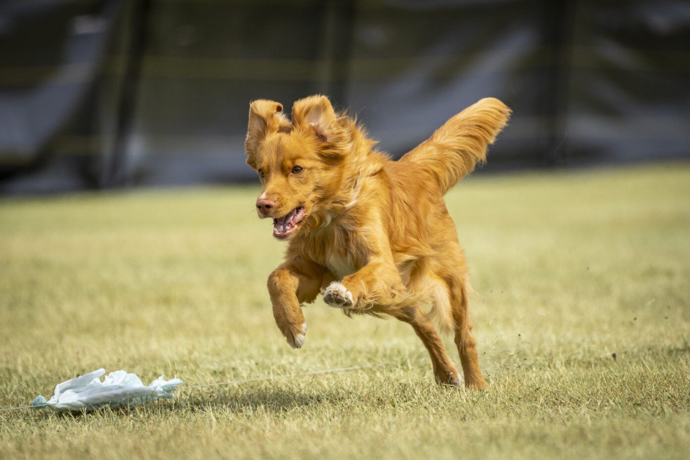Understanding Prey Drive in Dogs - Whole Dog Journal