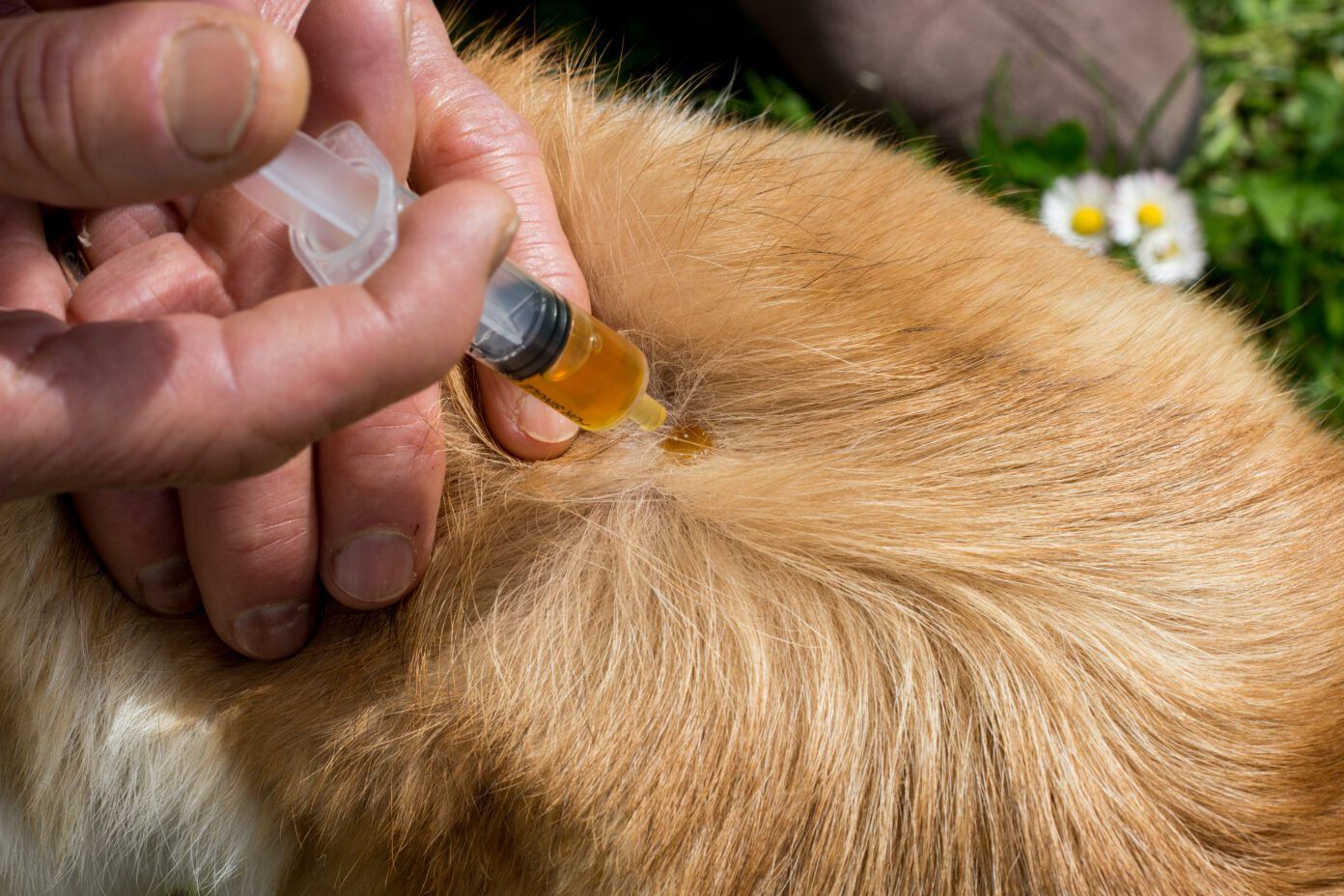 Is Neem Oil Safe for Dogs? - Whole Dog Journal