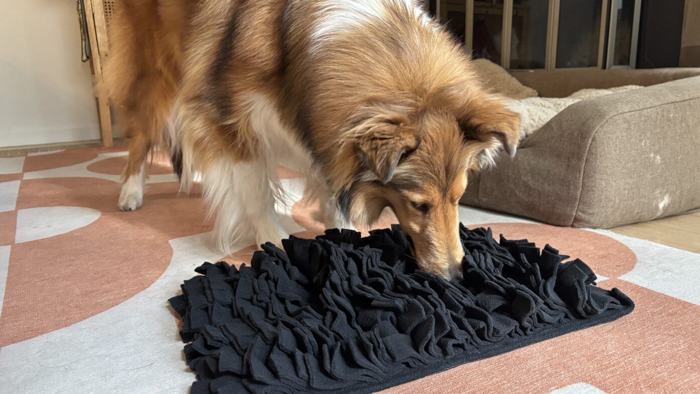5 Best Snuffle Mats for Dogs - Whole Dog Journal