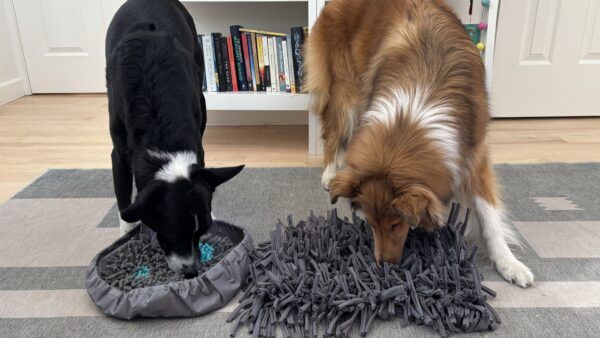5 Best Snuffle Mats for Dogs - Whole Dog Journal