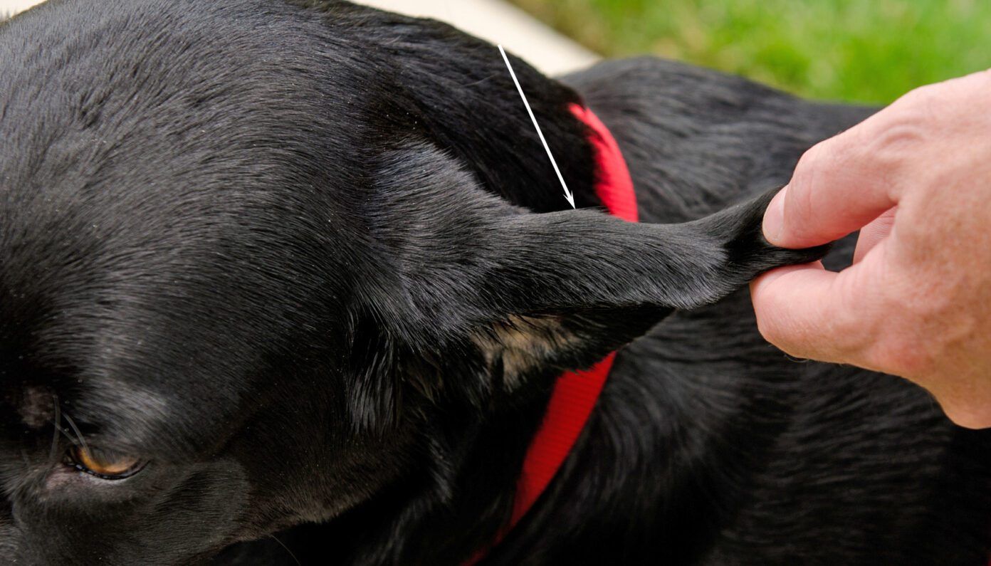 How to Treat a Dog Ear Hematoma at Home - Whole Dog Journal