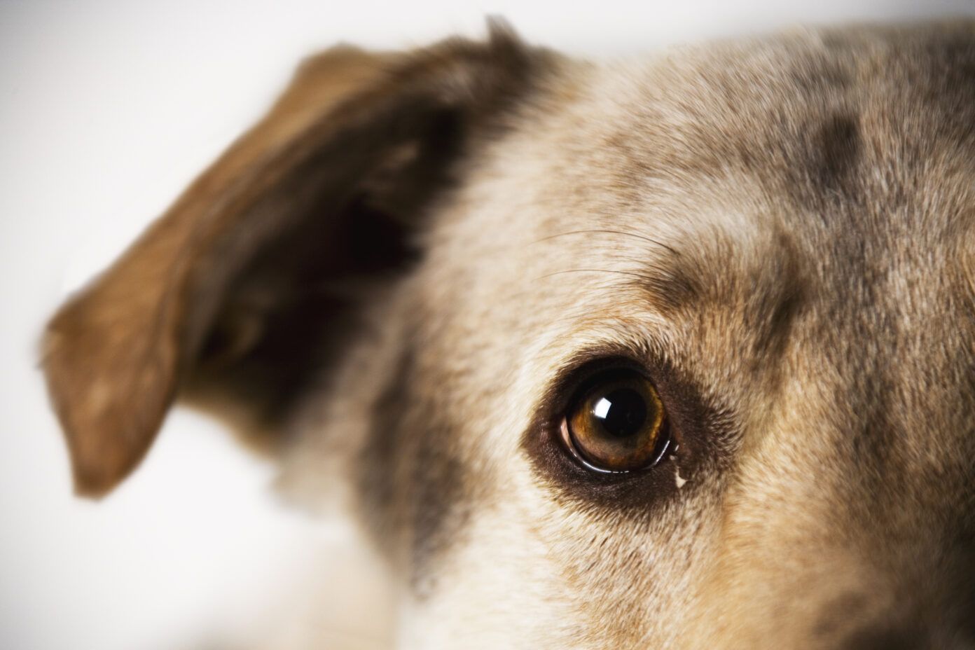 SARDS in Dogs - Whole Dog Journal