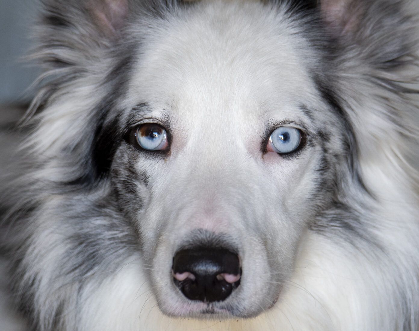 Progressive Retinal Atrophy (PRA) in Dogs - Whole Dog Journal