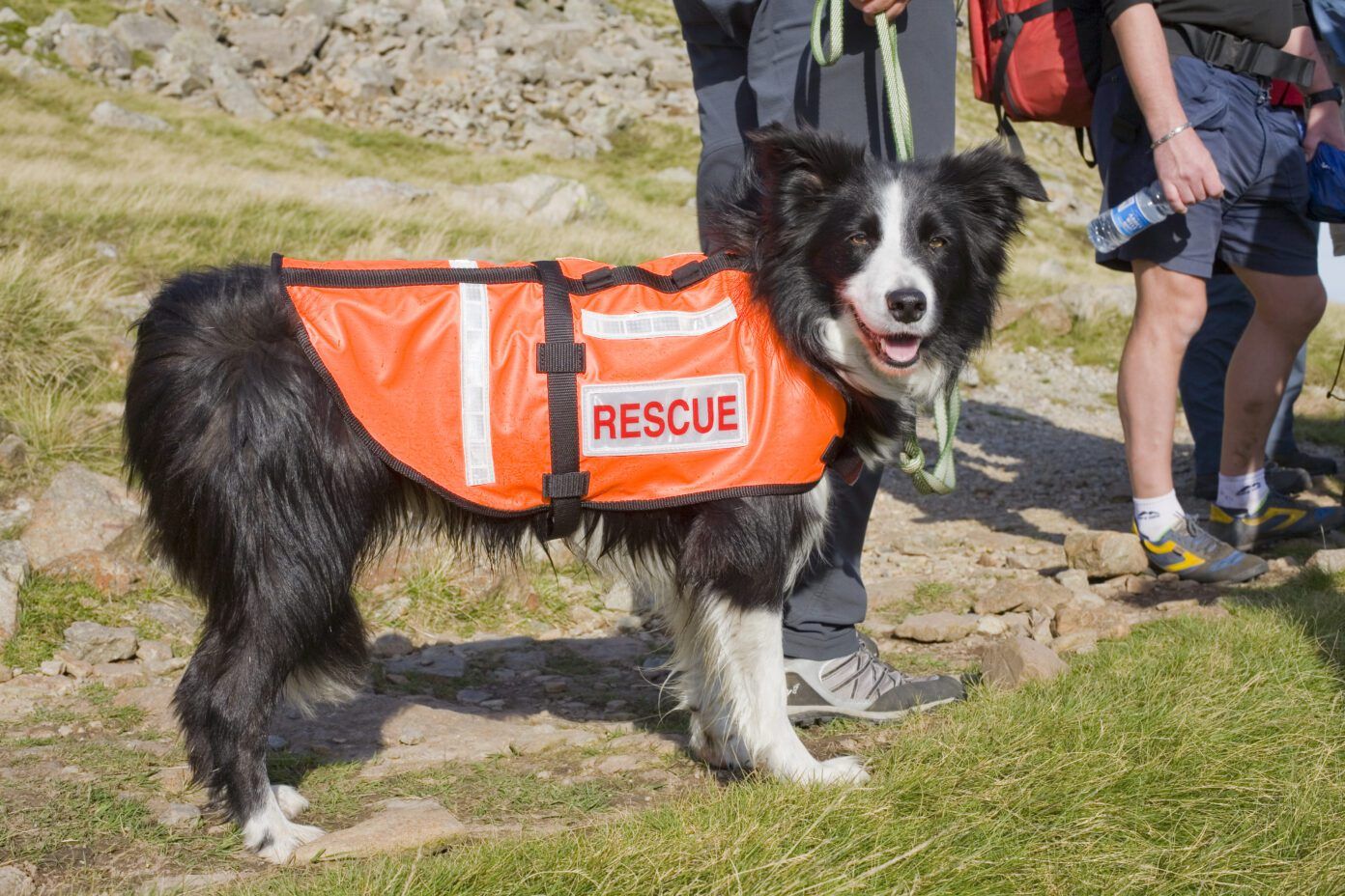 Extraordinary Canines: The Dogs of Search and Rescue - Whole Dog Journal