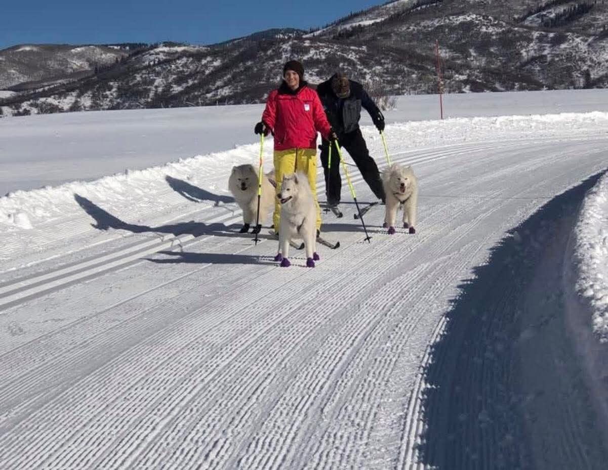 What is Skijoring? - Whole Dog Journal
