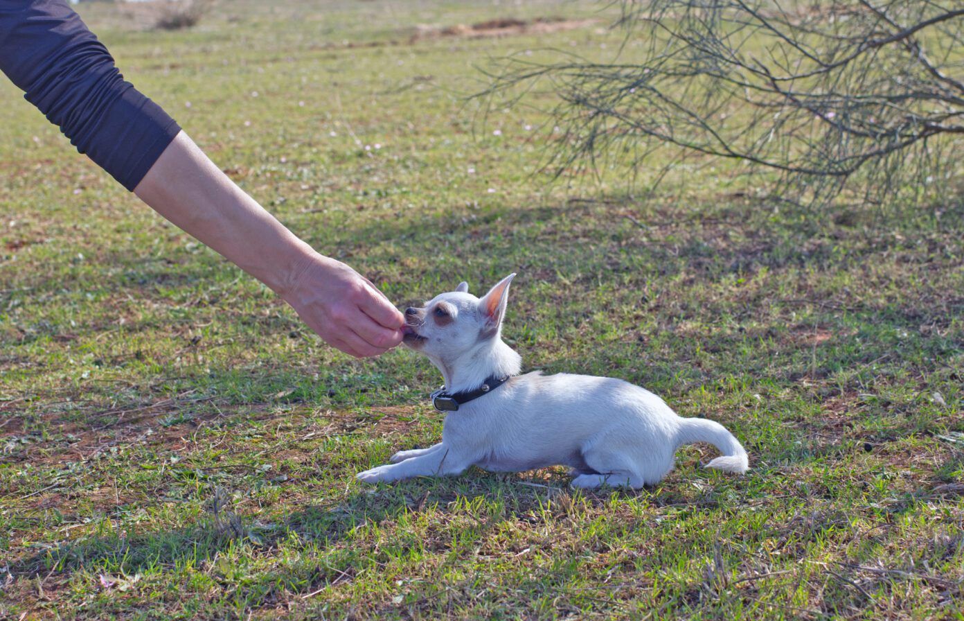 How to Teach a Dog to Lie Down - Whole Dog Journal