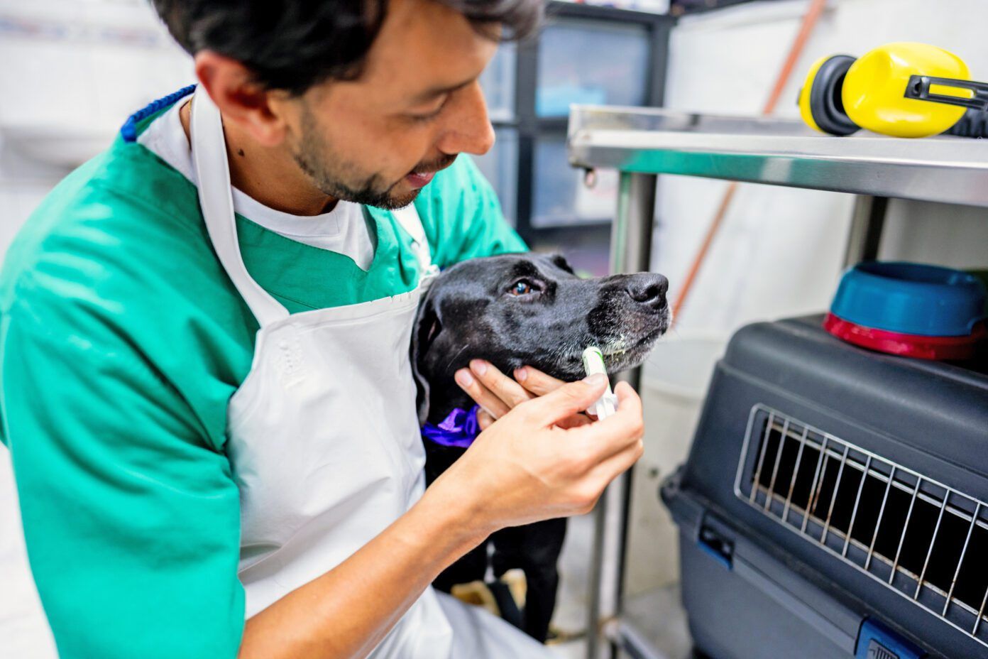 Sucralfate May Help with GI Problems in Dogs - Whole Dog Journal