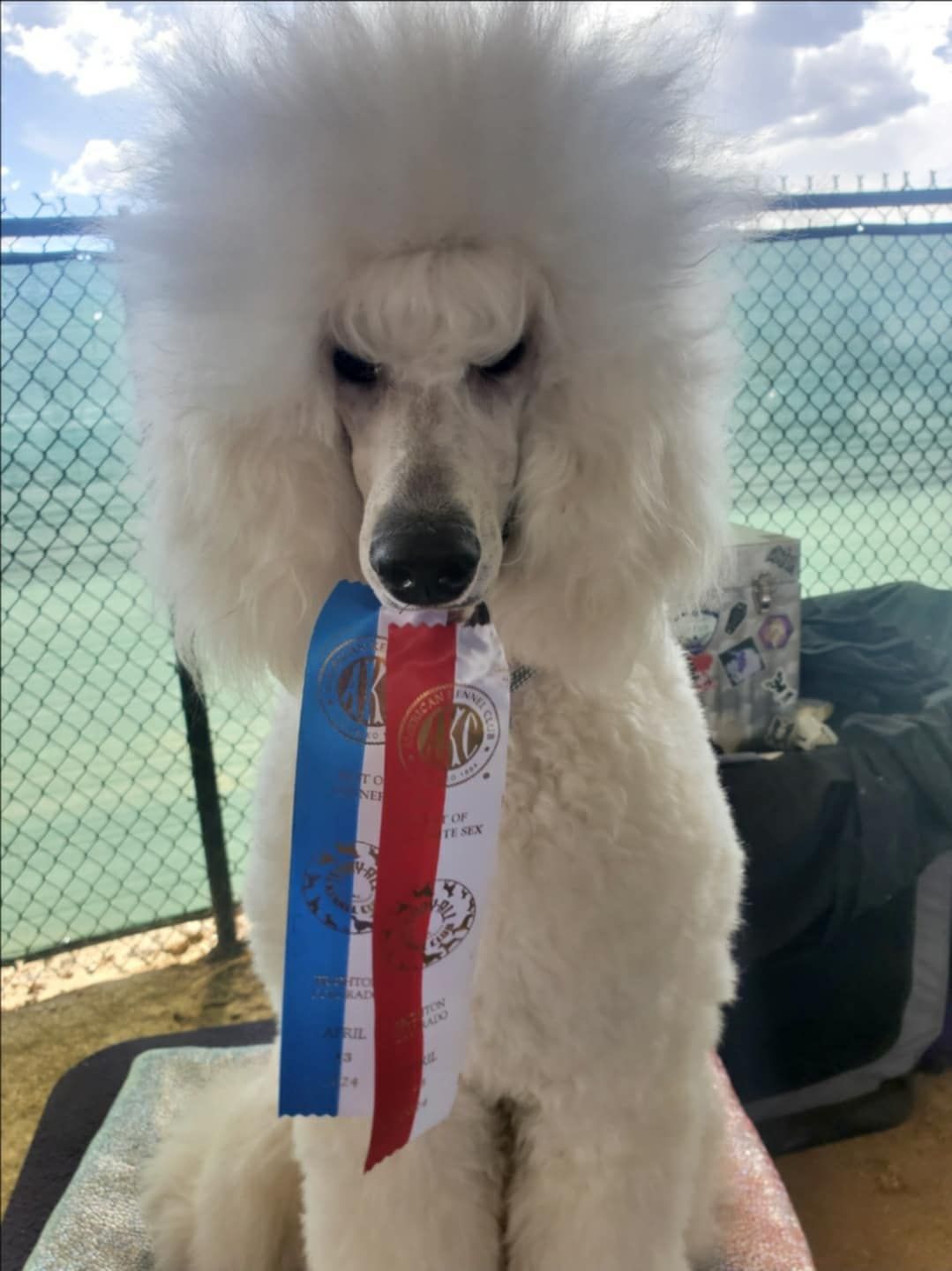 Why are Doodle Dogs so Popular? - Whole Dog Journal