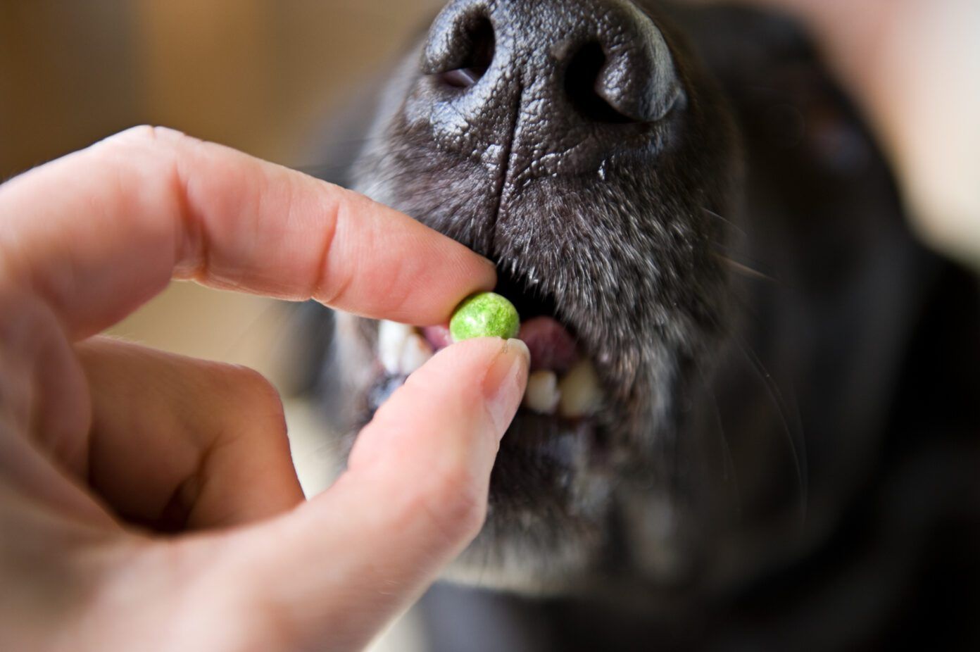 Are Peas Bad in Dog Food? - Whole Dog Journal